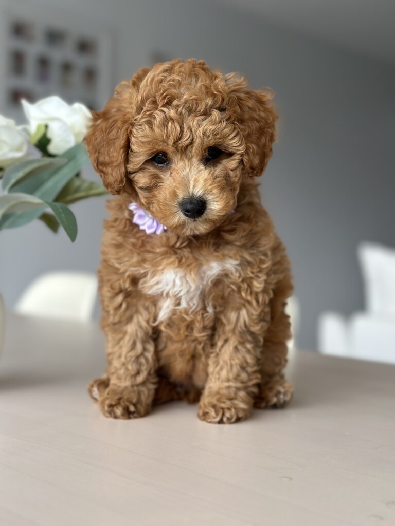 Meet Our Dogs - GC Mini Poodles