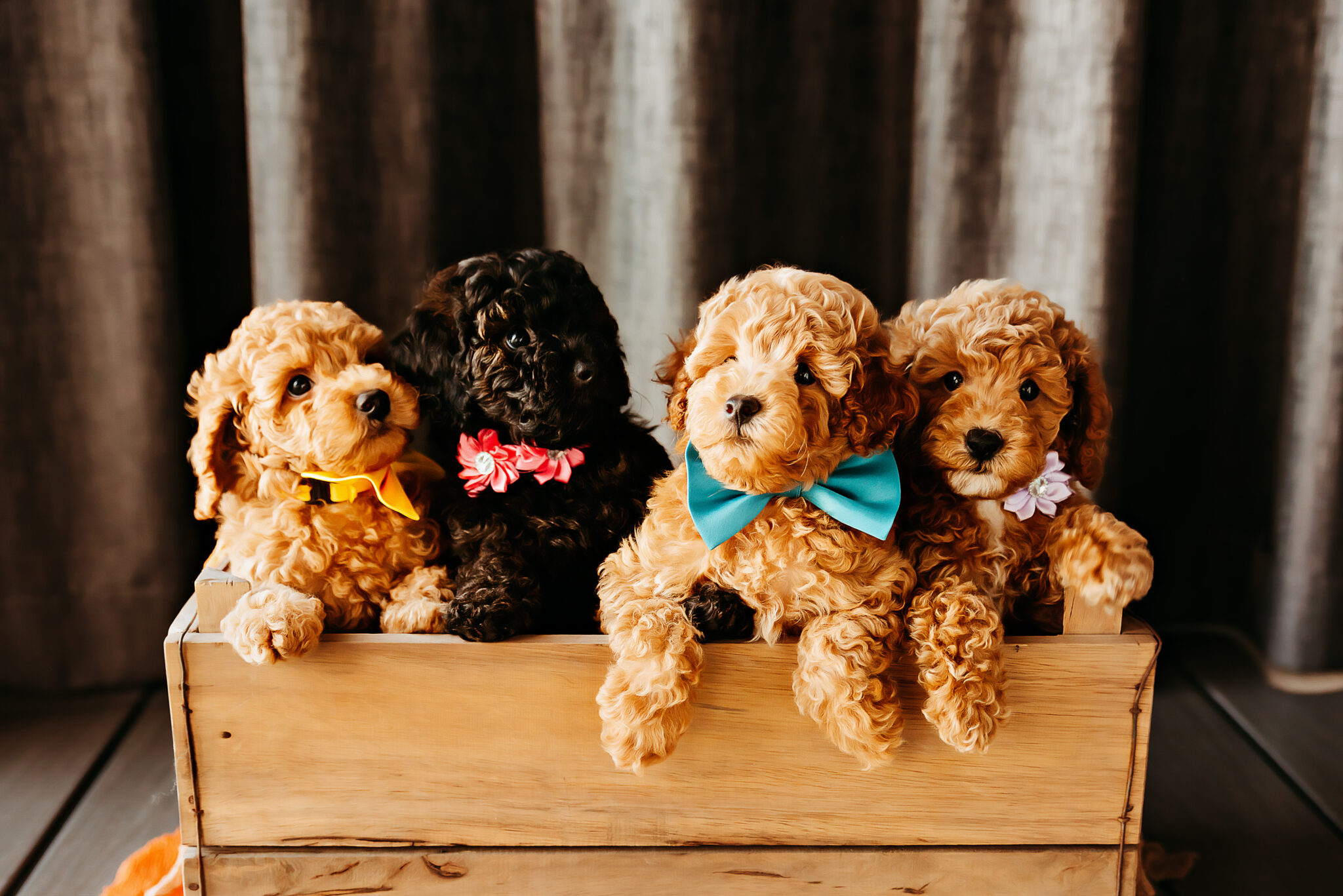 Health Testing - GC Mini Poodles